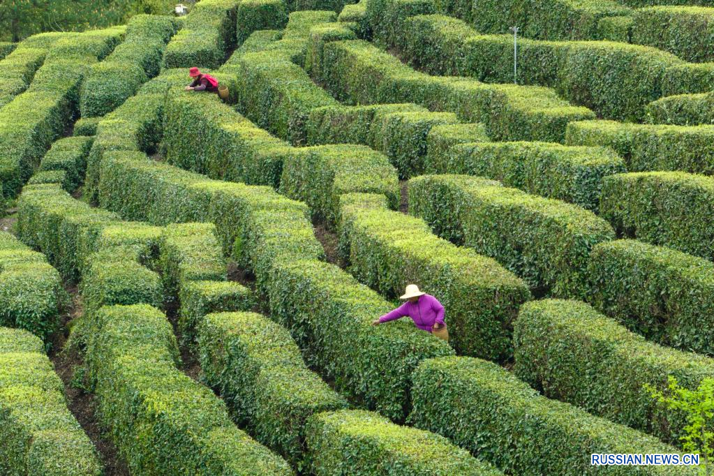 Сбор чая "минцянь" в Китае_Russian.news.cn